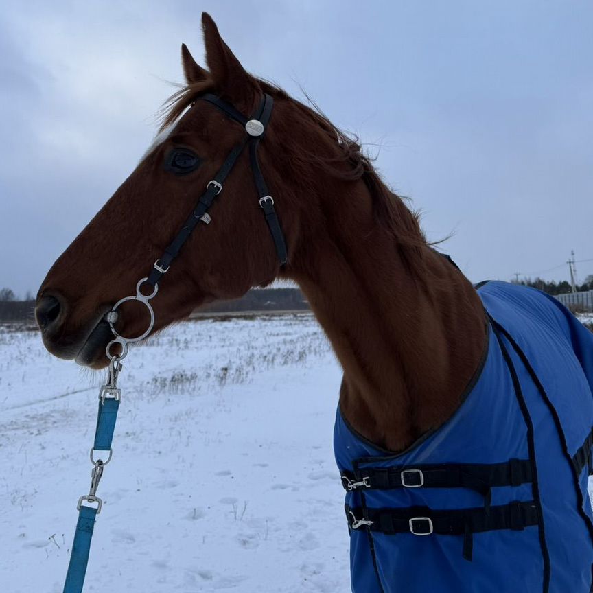 Попона для лошади