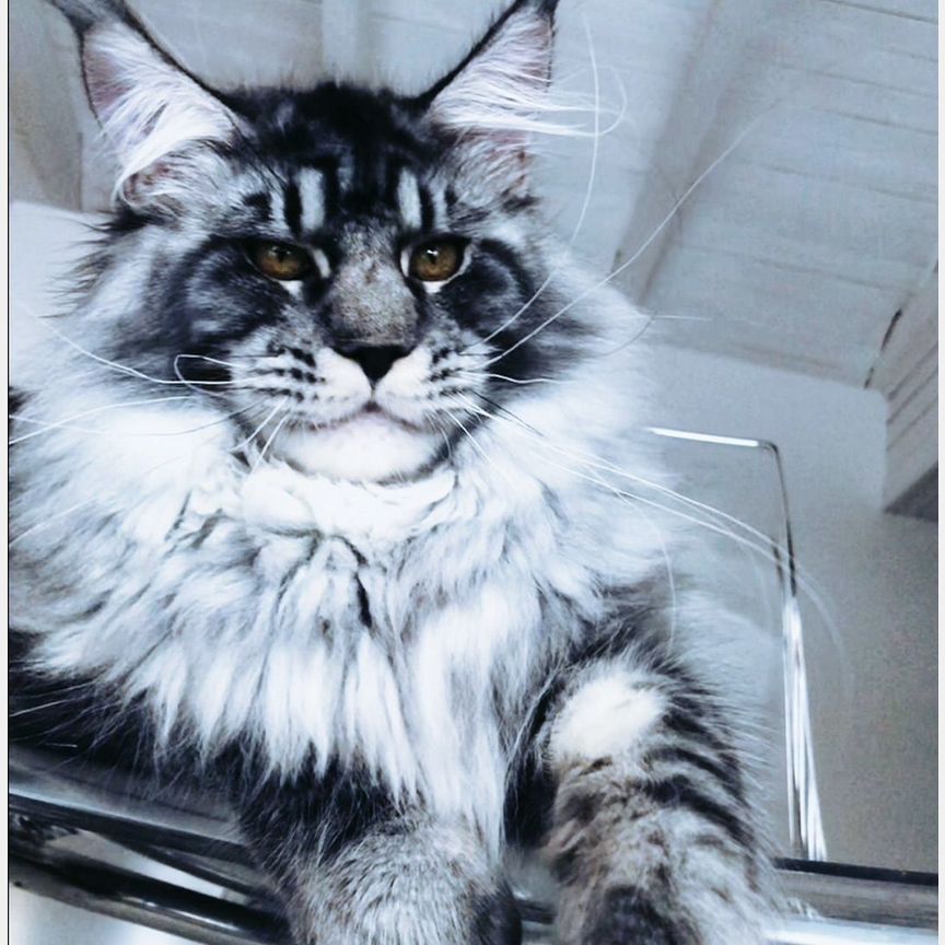 Котята мейн-кун (резерв)