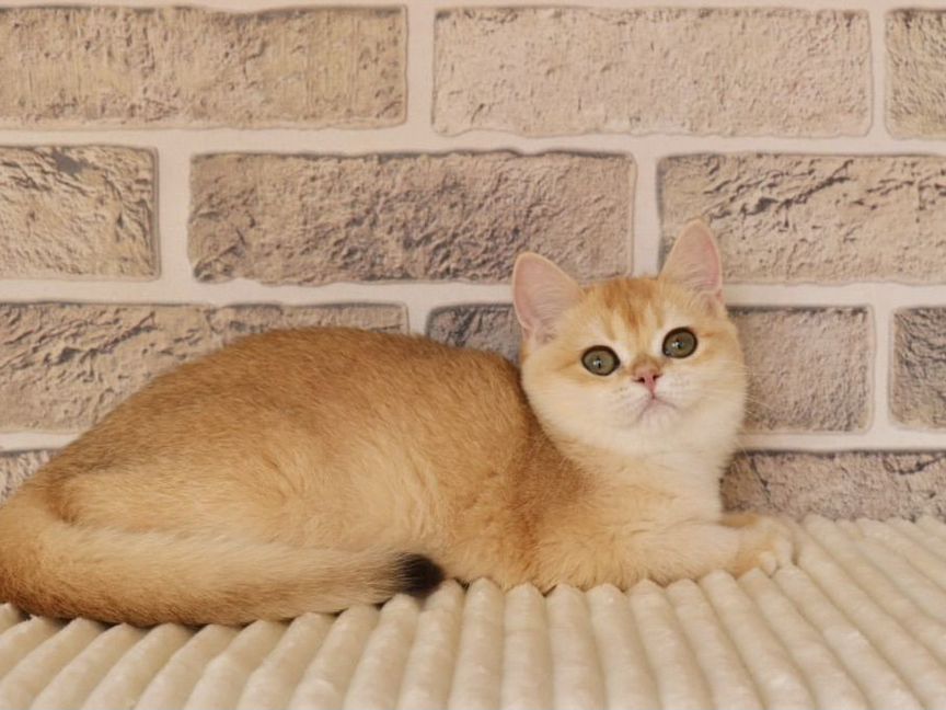 Шикарная мордастая кошка золотая шиншилла ny12