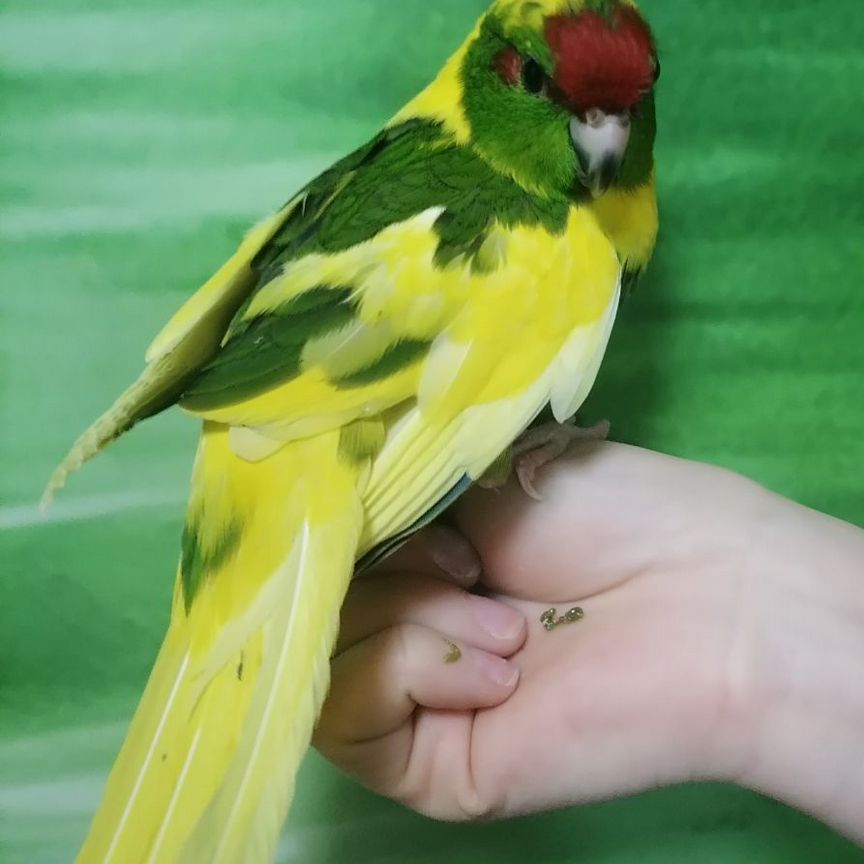 Какарики новозиланские