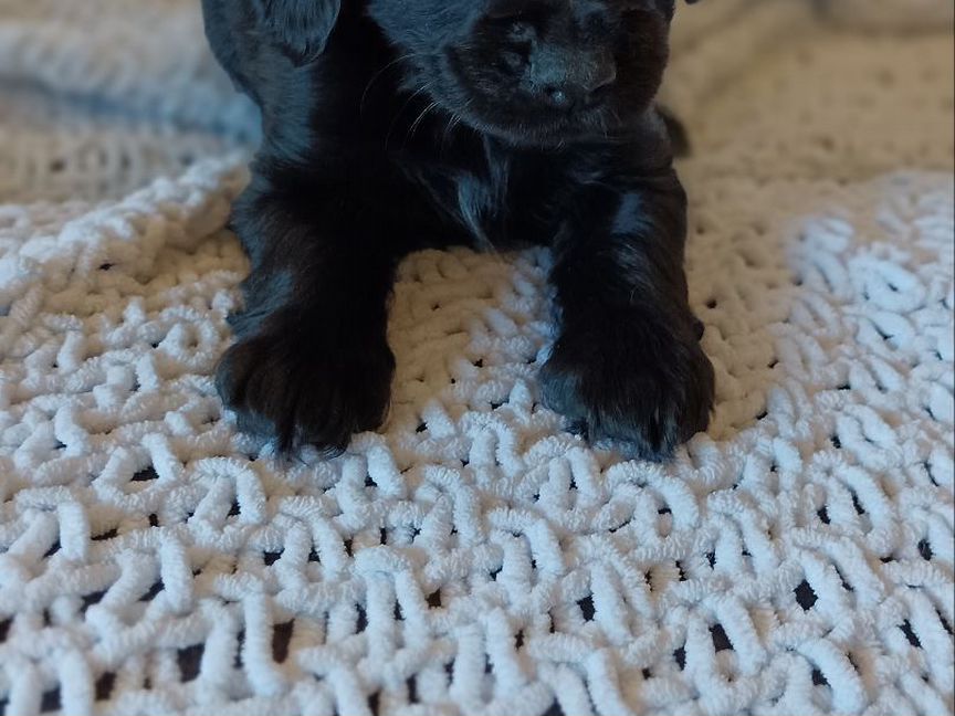 Кокер спаниель