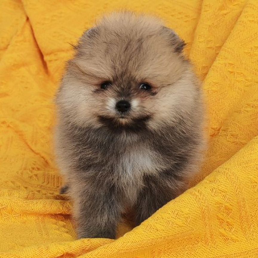 Померанский шпиц, щенок