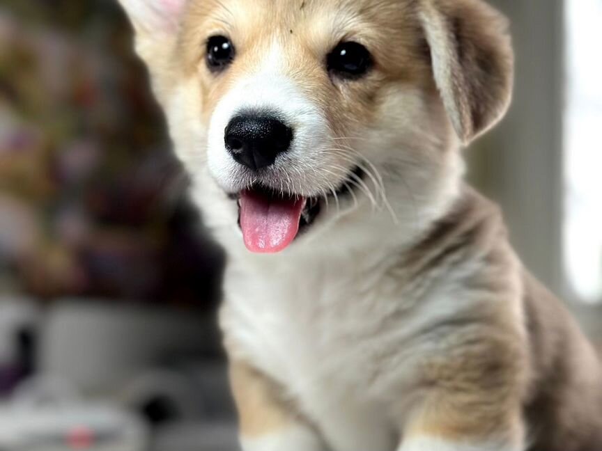 Щенки корги