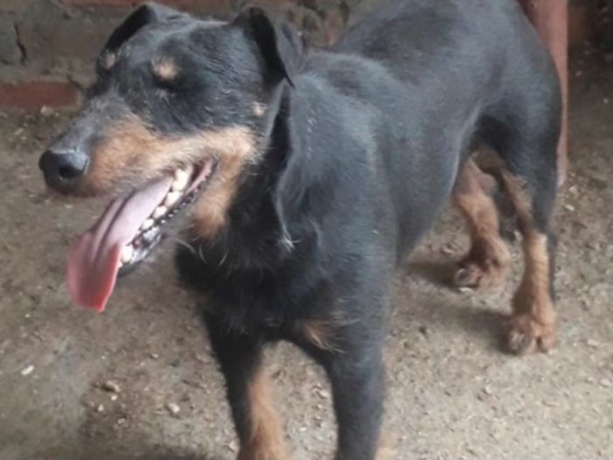 Щенки ягдтерьера