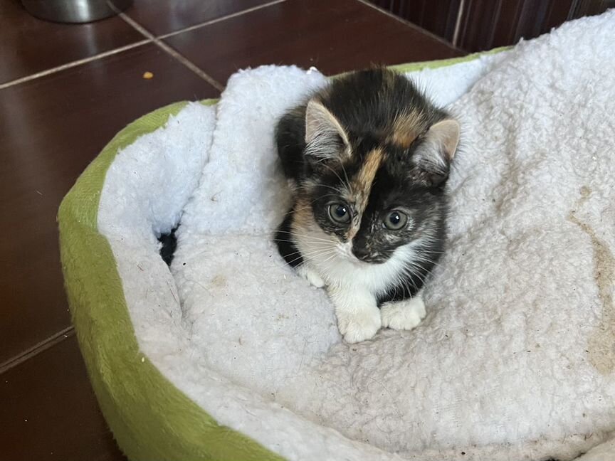 Кошечка 1,5 месяца