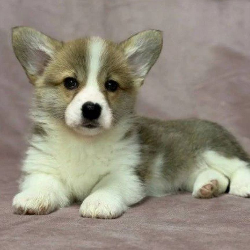 Вельш Корги Пемброк, щенок