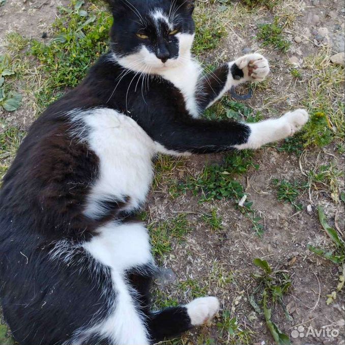 Кот примерно около года