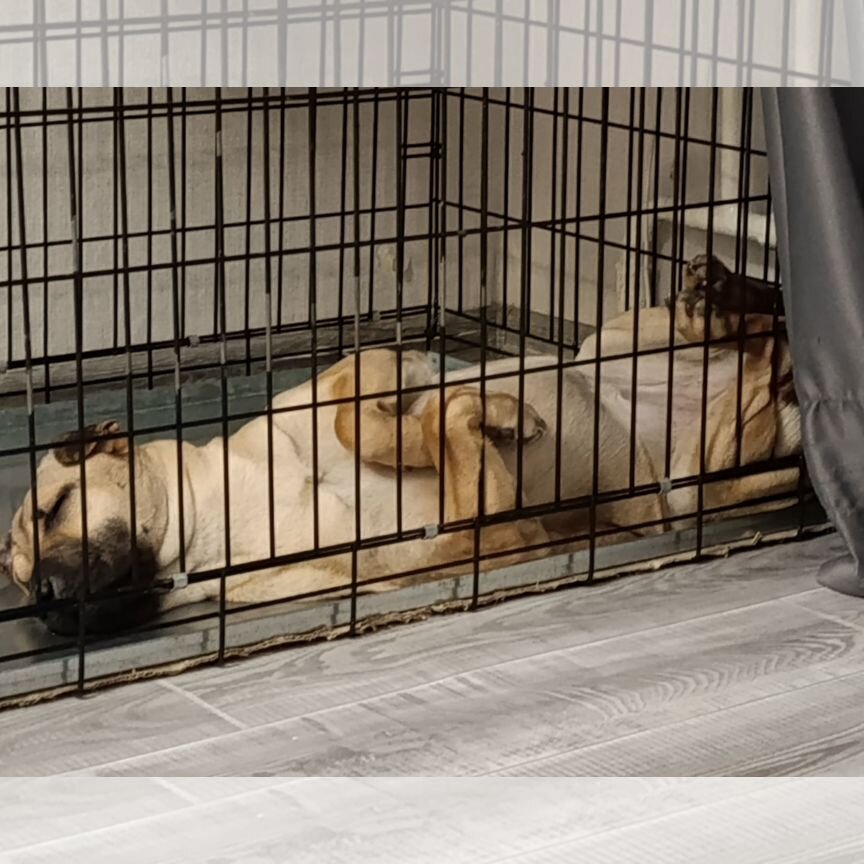 Шарпей, щенок