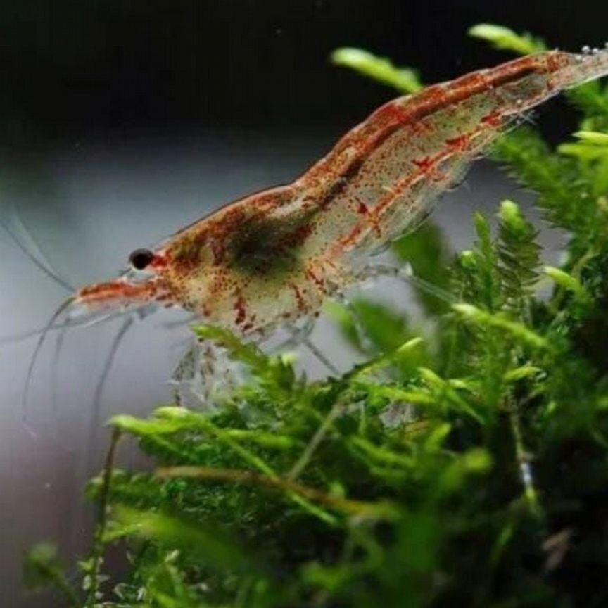 Аквариумные креветки