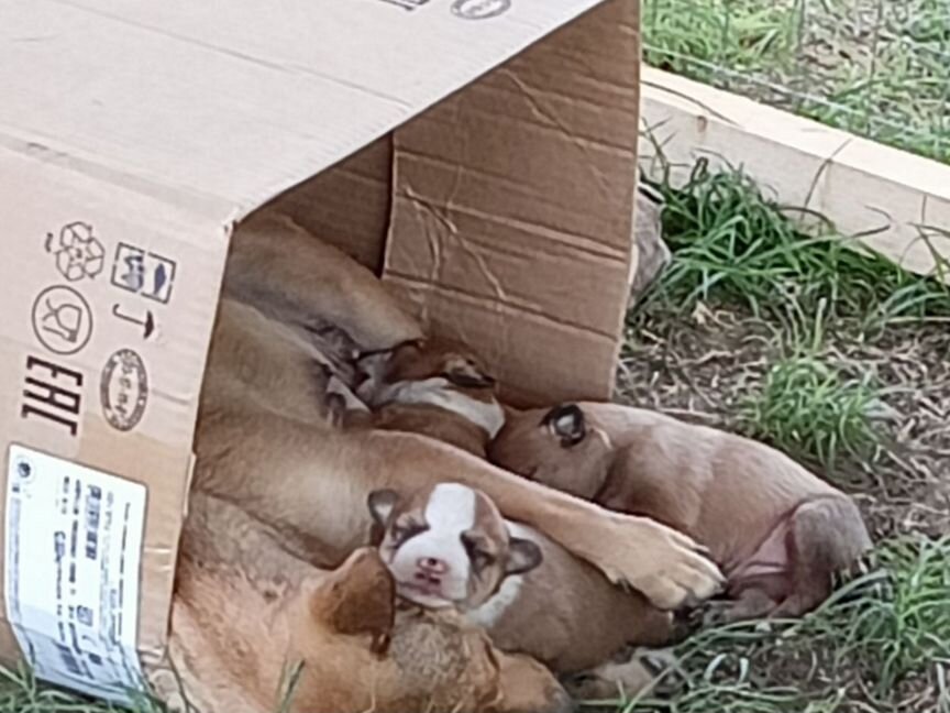 Щенки дворняжки в добрые руки