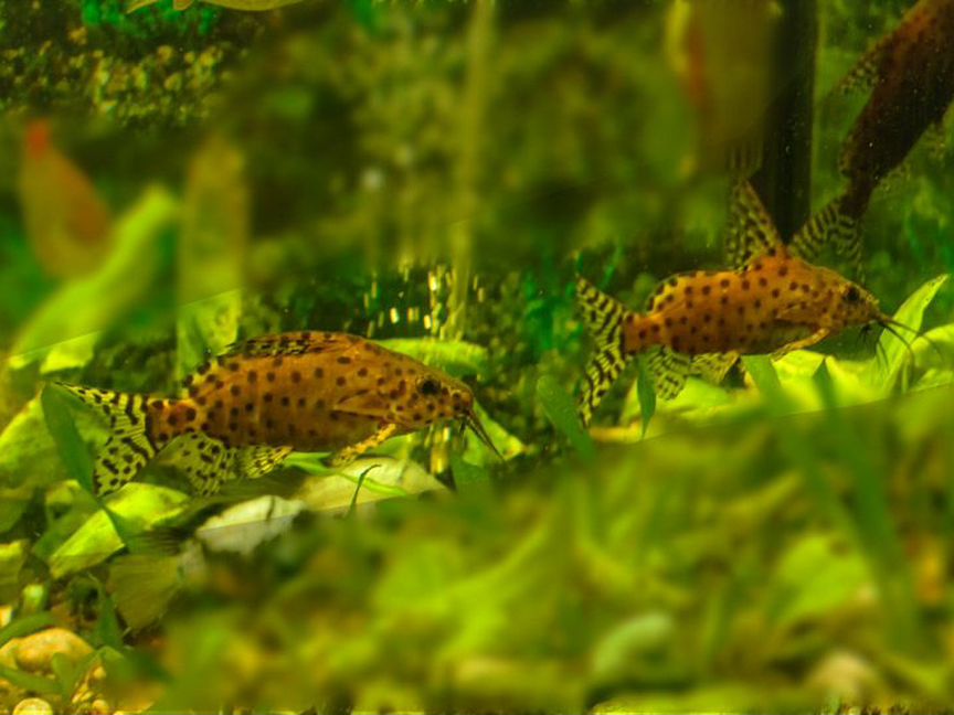 Аквариумные сомики