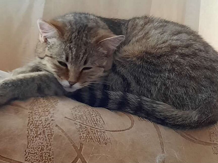 Марыся. Кошечка в добрые руки