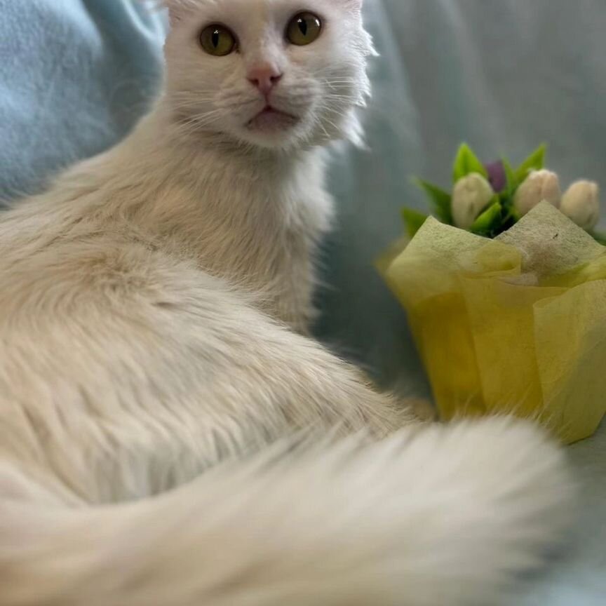 Белая пушистая вислоухая кошка