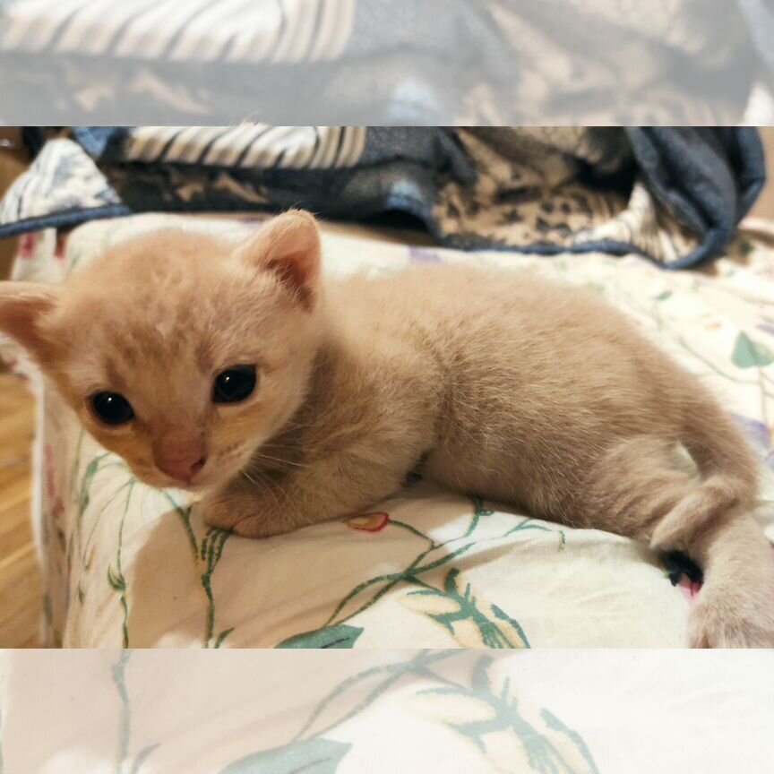 Британский длинношёрстный котёнок