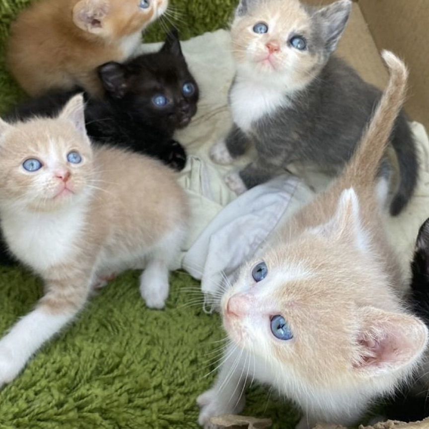 Котята в добрые руки