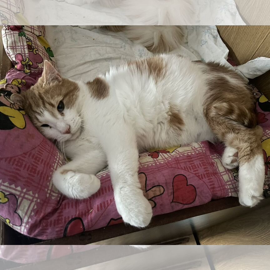 Котик Борис-ленивчик с доставкой в дар
