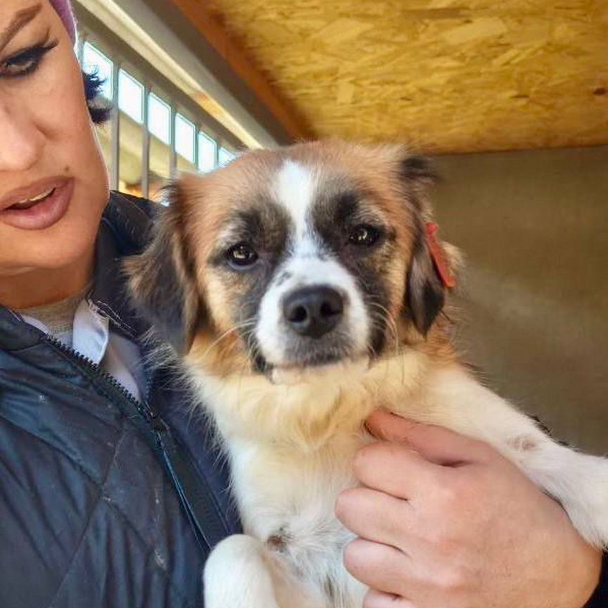 Маленькая собачка в добрые руки в дар