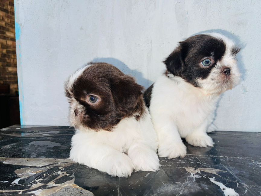 Диковенный окрас