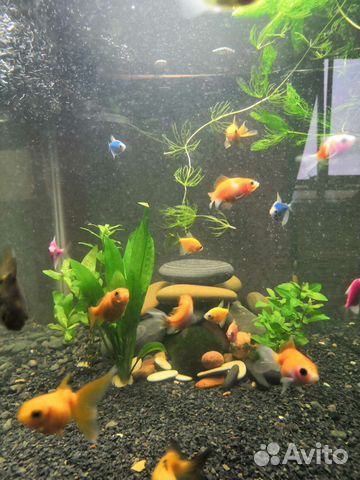 Золотые рыбки