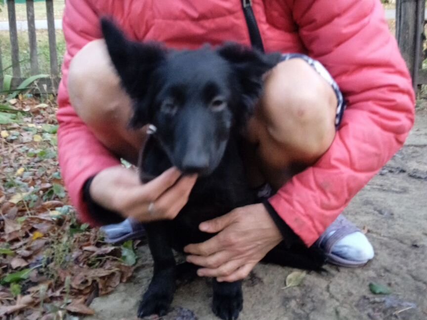 Отдам щенка в добрые руки он хороший охранник
