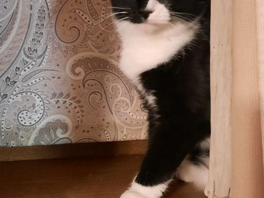Котенок 5 месяцев ищет семью