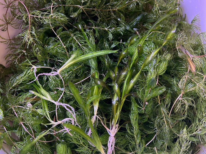 Роголистник, валлиснерия бесплатно