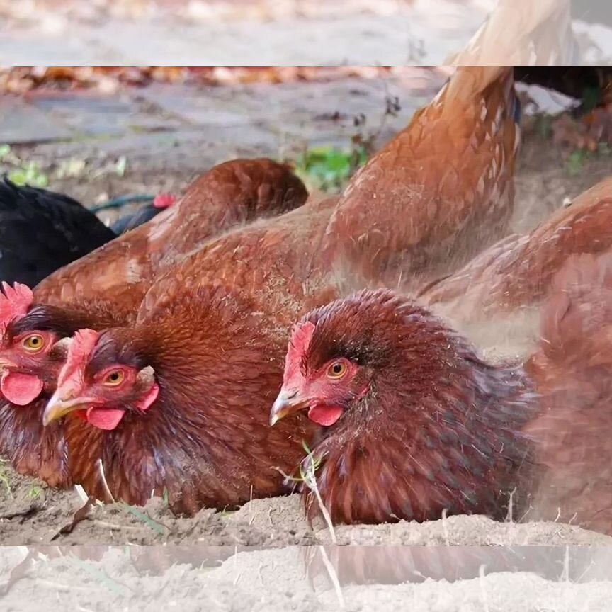 Куры домашние