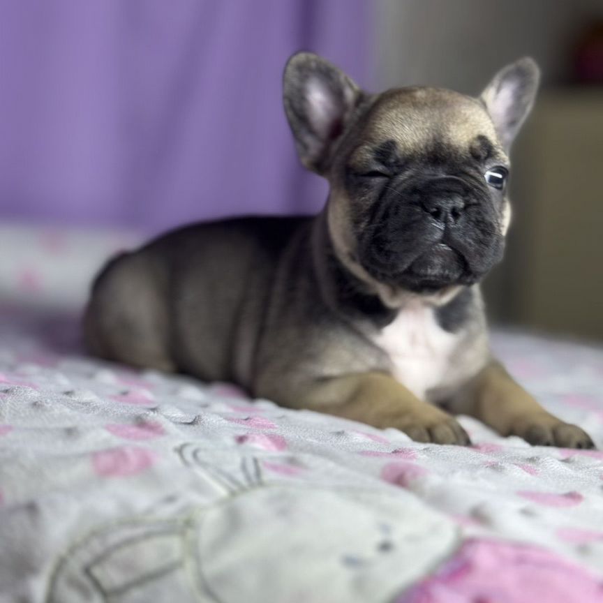 Французский бульдог