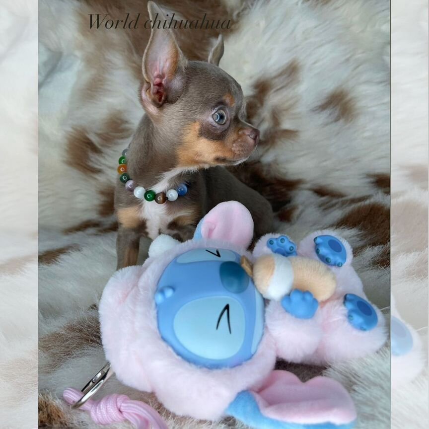 Чихуахуа, щенок