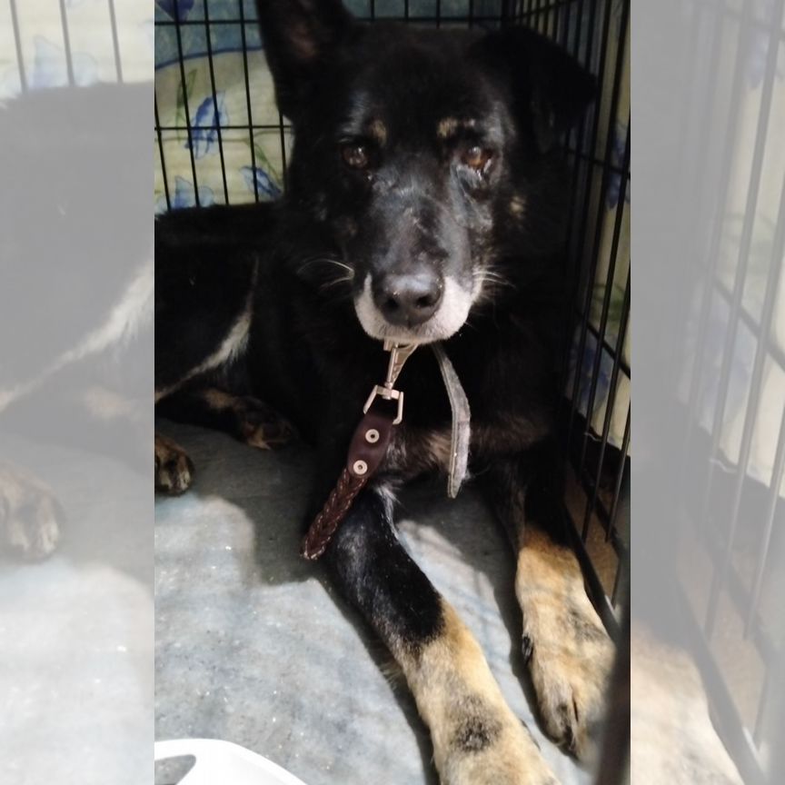 Взрослый пёс в добрые руки