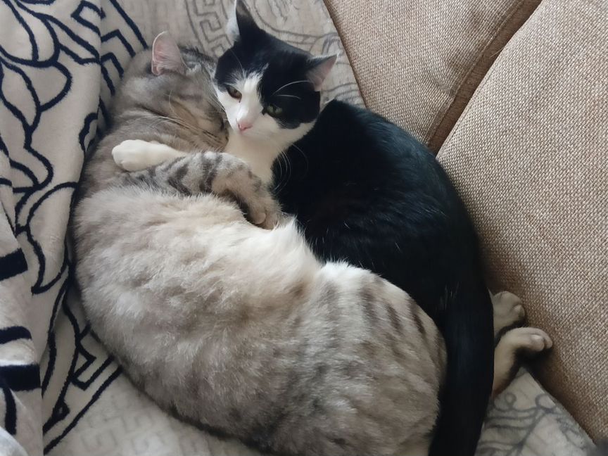 Кошка и кот