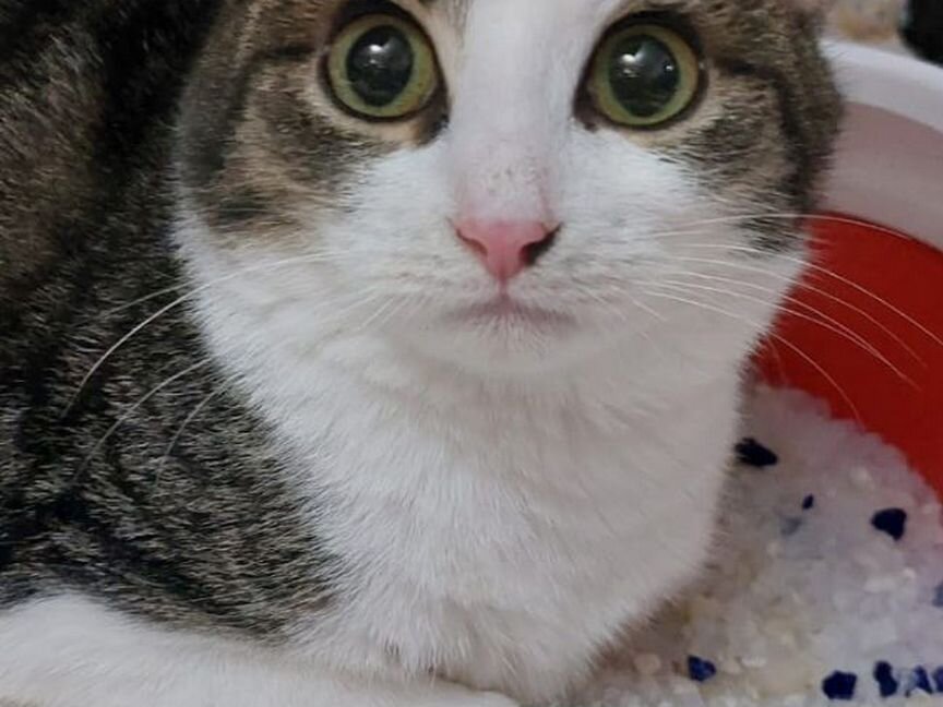 Котик в добрые руки