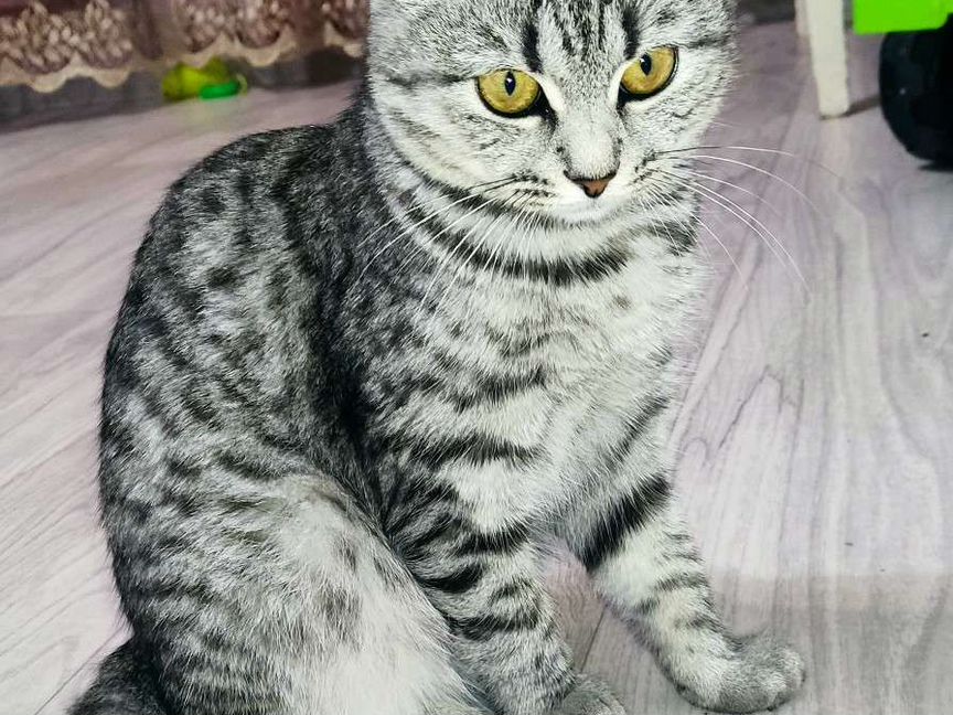 Шотландский котёнок