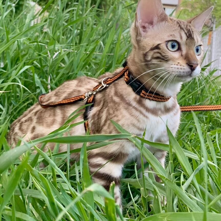 Бенгальская кошка, вязка