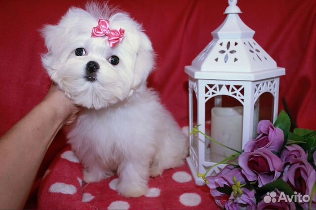 Очень красивая стандартная девочка мальтезе 3,5 м