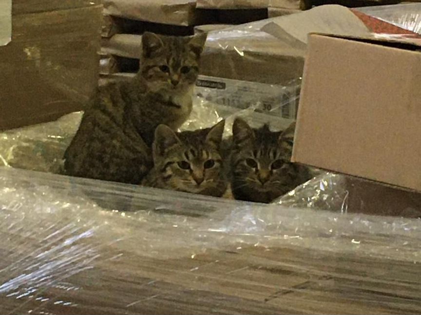 Котята в добрые руки