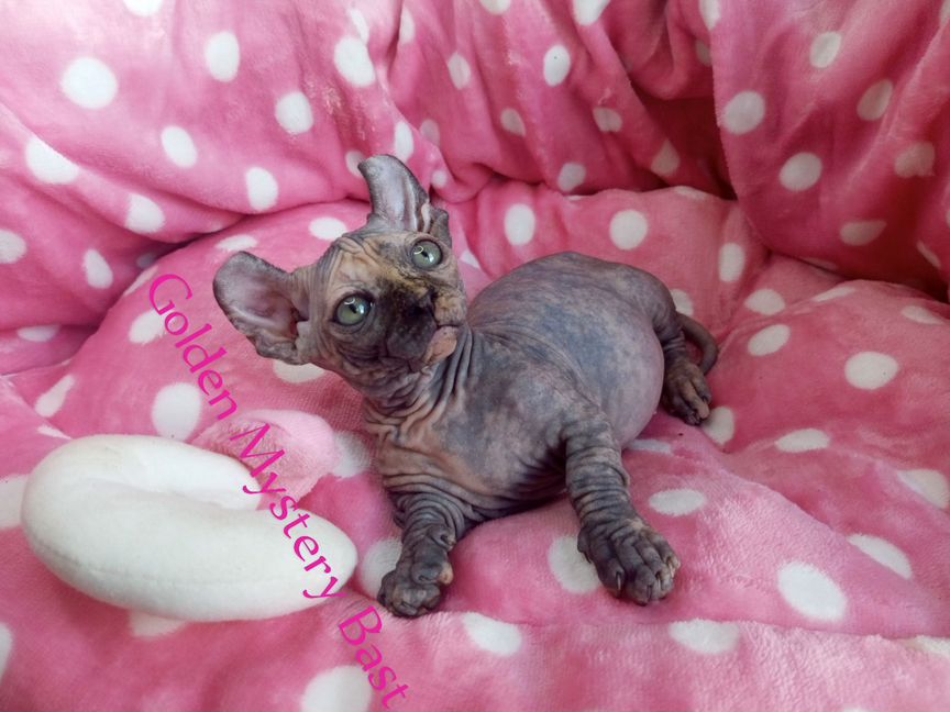 Сфинкс Двельф