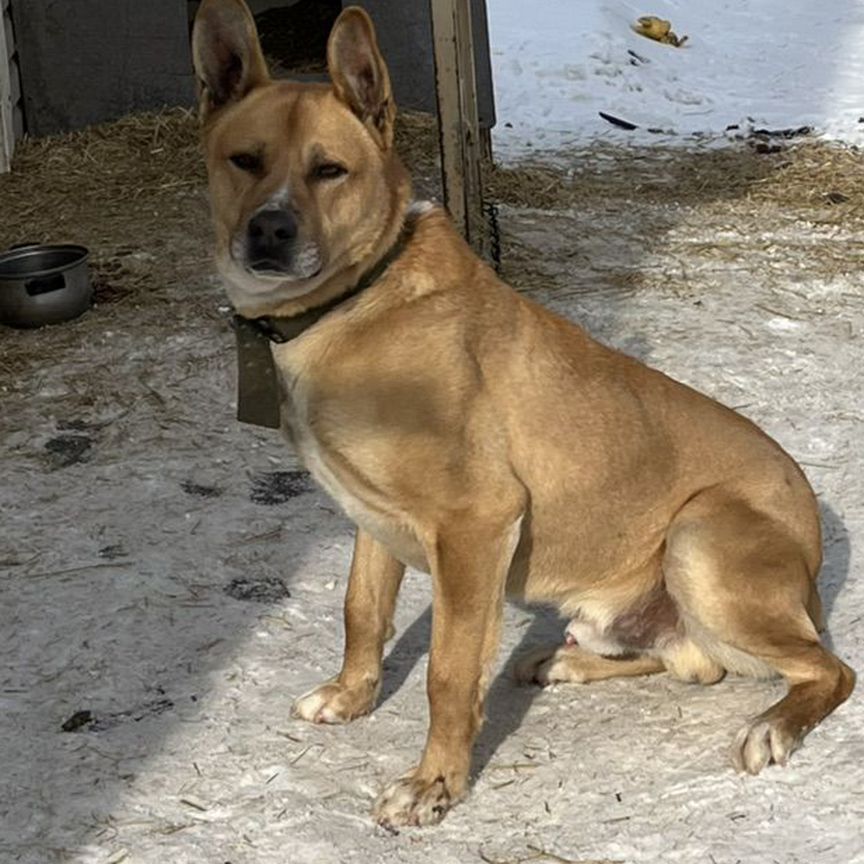 Сторожевая собака