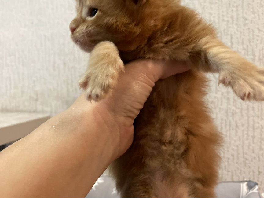 Котята Мейнкун с документами