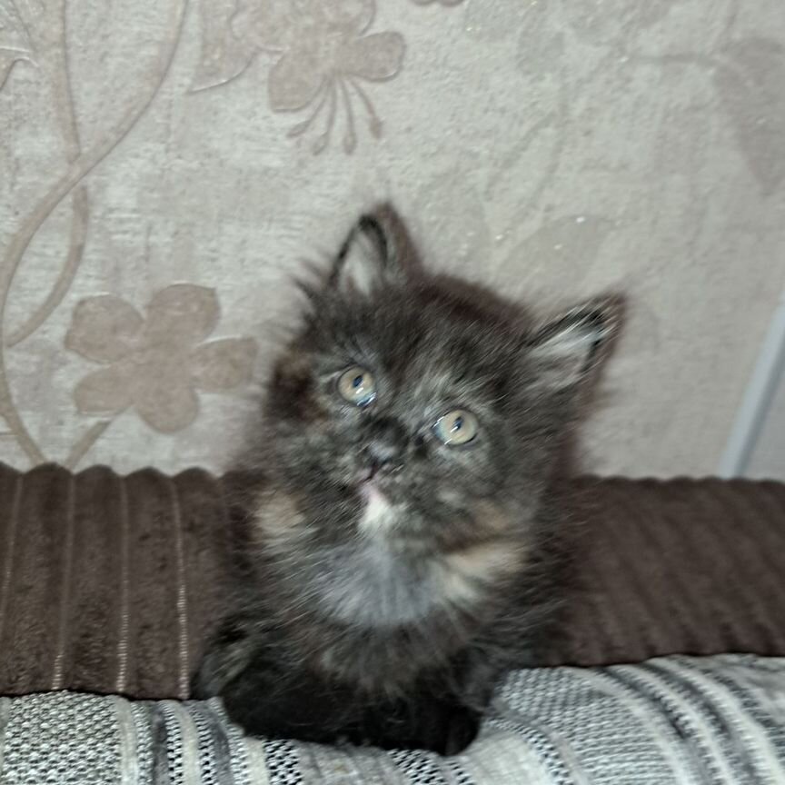 Котодевочки