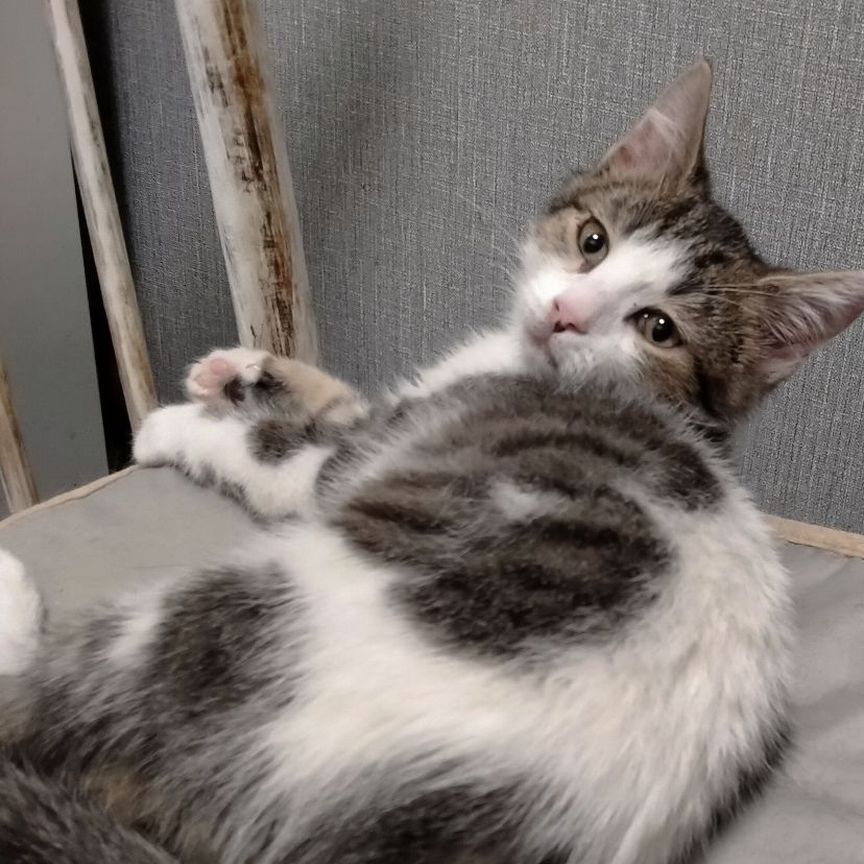 Котёнок Патрик)