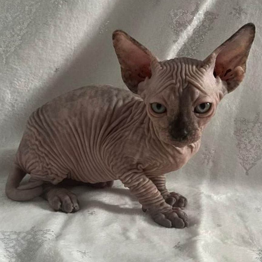 Канадский сфинкс котята