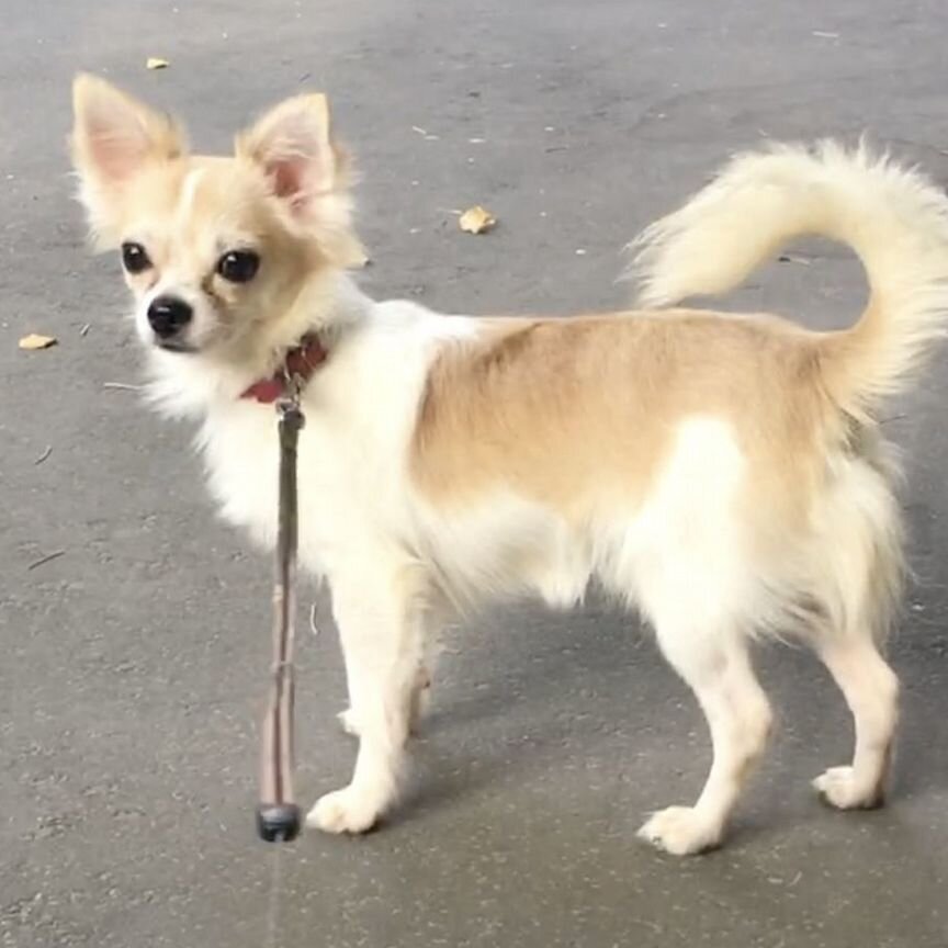 Чихуахуа взрослые