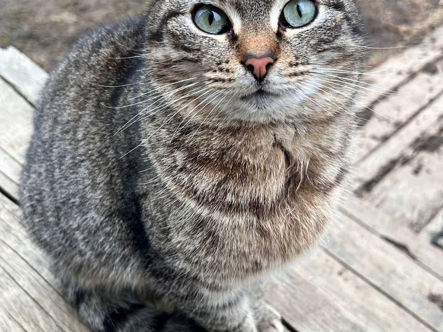 Кошка молодая серая на даче