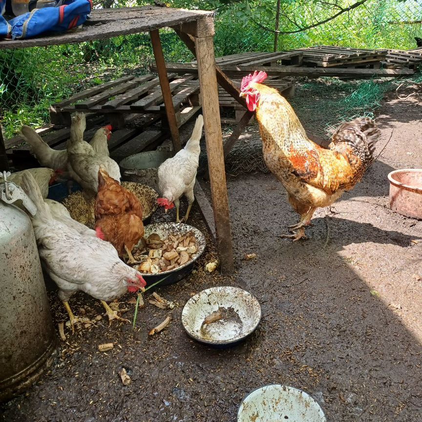 Куры