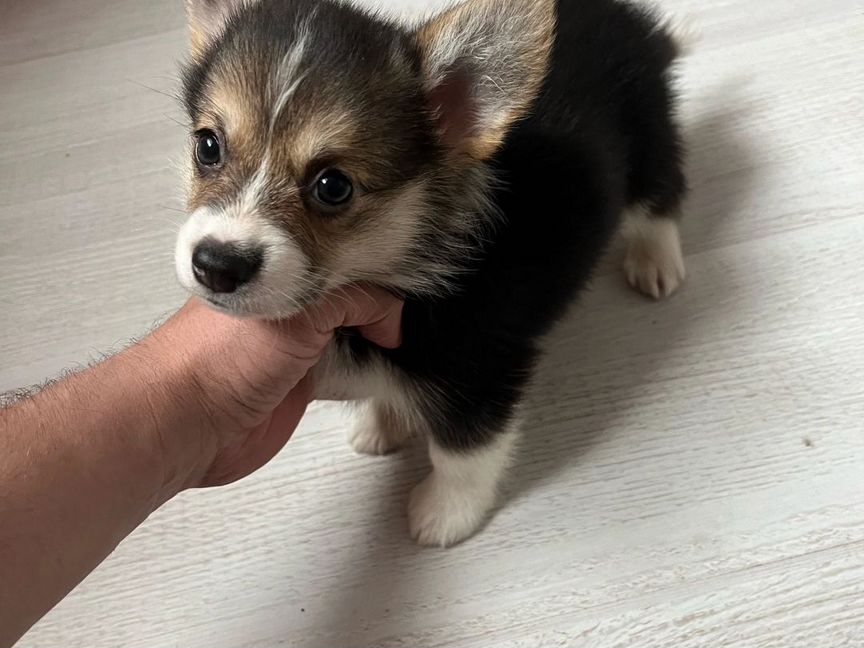 Щенки вельш-корги пемброк