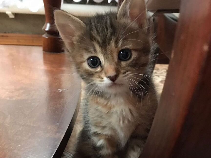 Котята: трехцветная и рыжие