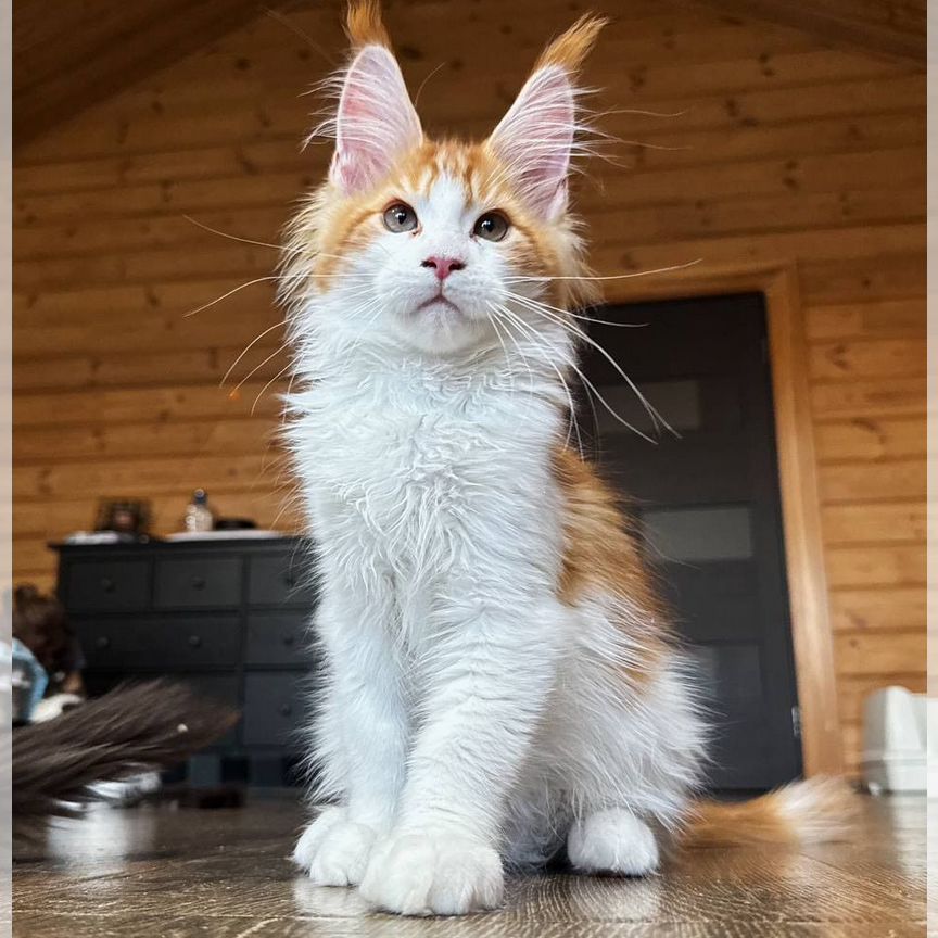Котенок мальчик мейн-кун