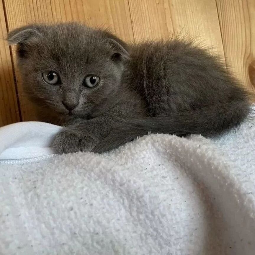 Британский короткошёрстный котёнок