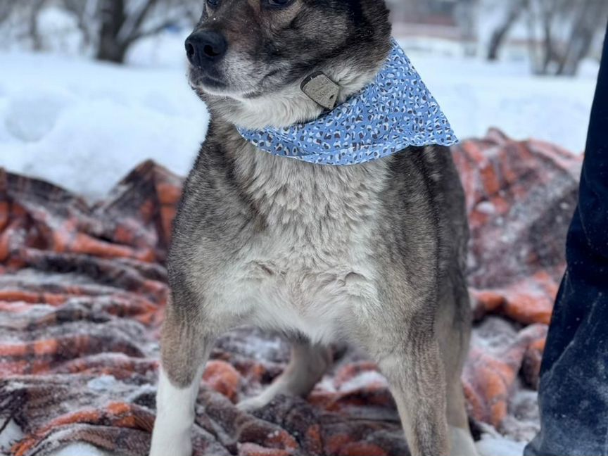 Спокойная собака из приют будет вам надёжны другом